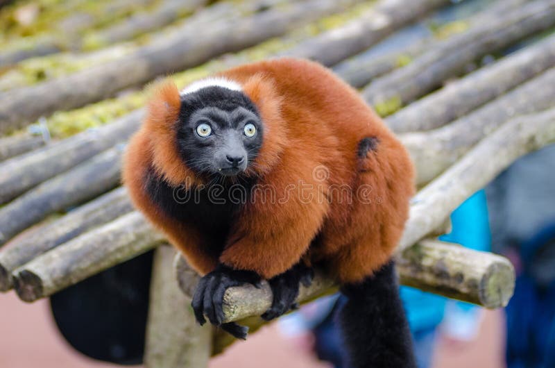 Red Ruffed Lemur stock image. Image of foot, deutschland - 84927549