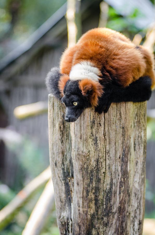 Red Ruffed Lemur stock image. Image of madagascar, bokeh - 86175771