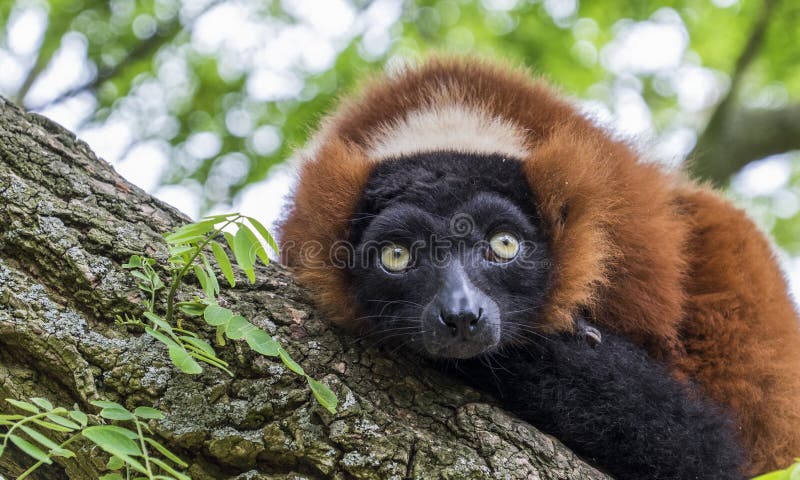Red Ruffed Lemur stock image. Image of amsterdam, nature - 196531883