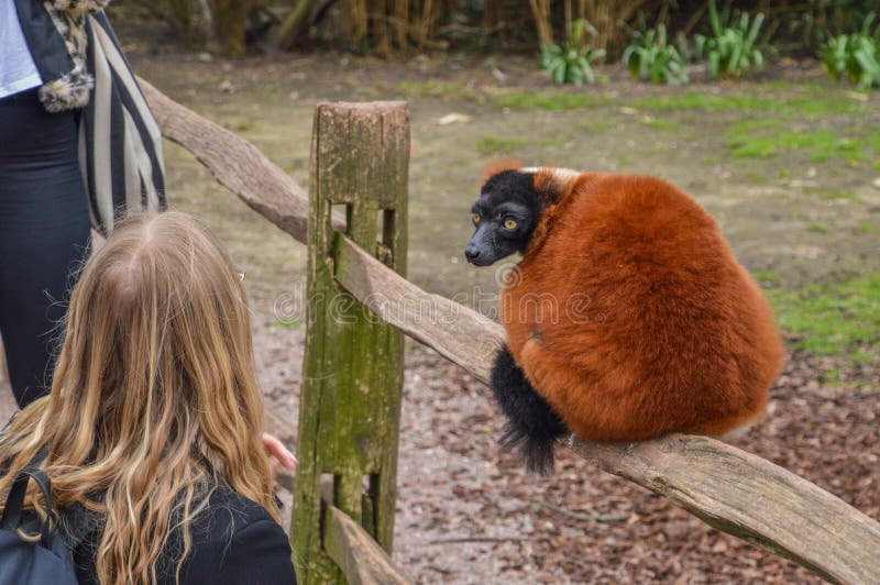 Red Ruffed Lemur at Artis Zoo Amsterdam the Netherlands 2018 Editorial ...