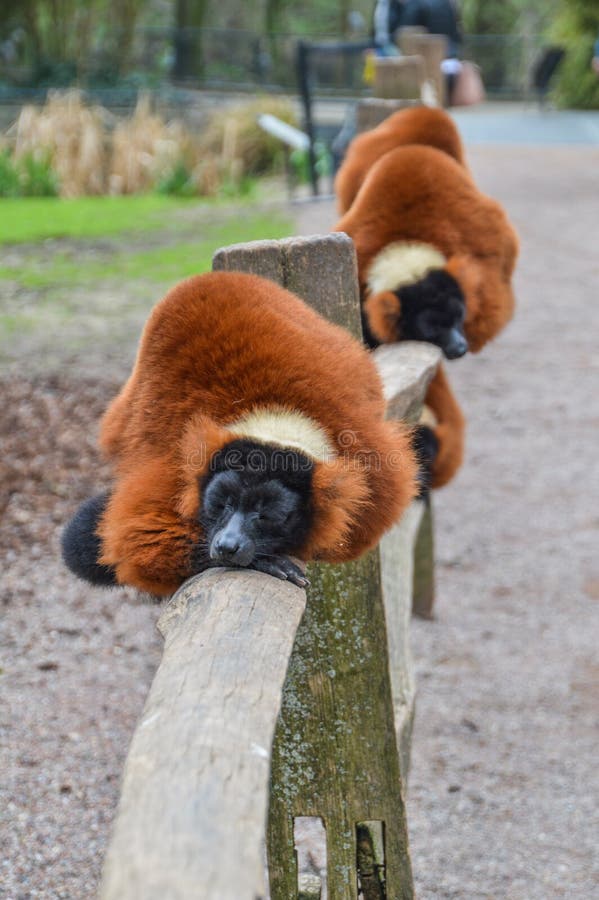 Red Ruffed Lemur at Artis Zoo Amsterdam the Netherlands 2018 Stock ...