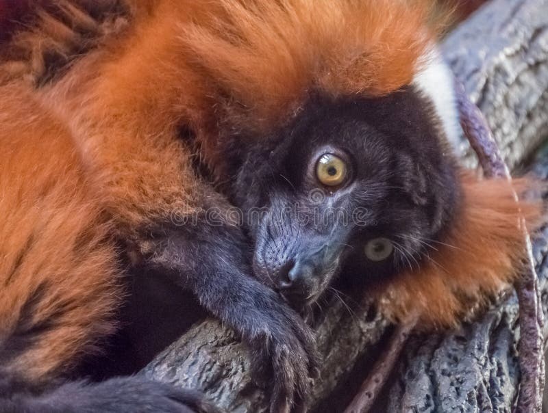 Closeup of a Red Ruffed Lemur Climbing in Ropes, Cute Tropical Monkey ...