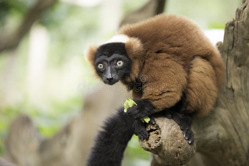 Red ruffed lemur stock photo. Image of rainforest, variegata - 78746314