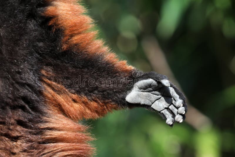 Red ruffed lemur stock photo. Image of animal, nature - 112669678