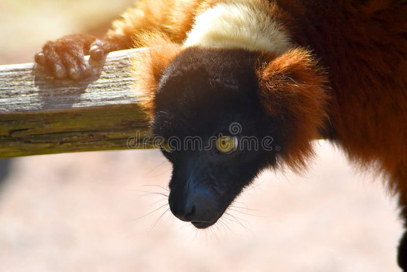 Red Ruffed Lemur Madagascar on a Tree Looking Down Fragment Stock Photo ...