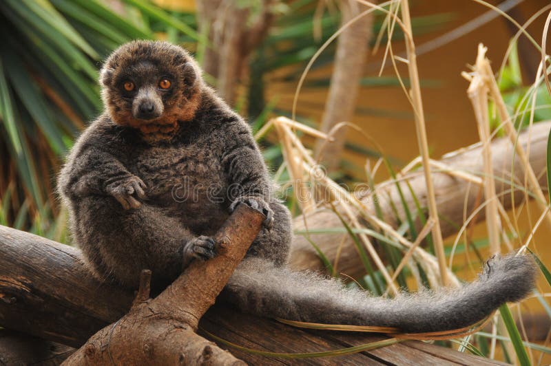 Red Ruffed Lemur Sitting on a Branch Stock Image - Image of branch ...
