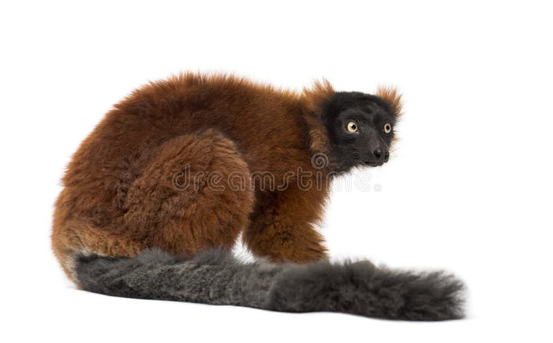 Red Ruffed Lemur Sitting, Isolated Stock Image - Image of primate, true ...