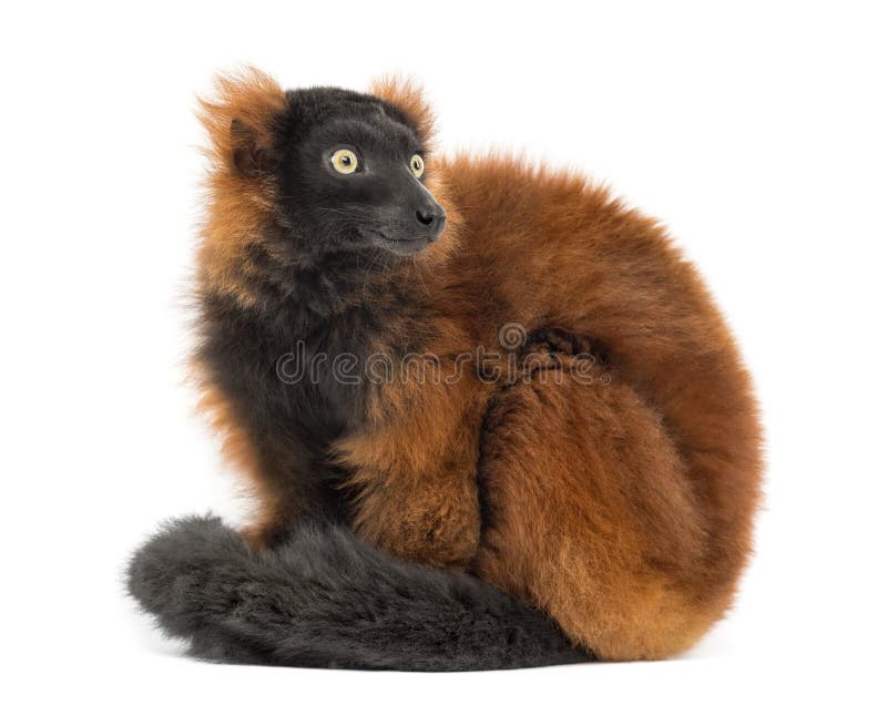 Red Ruffed Lemur Sitting, Looking Backwards, Isolated Stock Photo ...