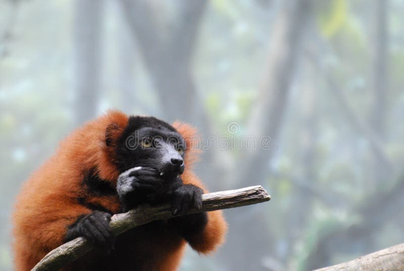 Red Ruffed Lemur Snacking with Sharp Teeth Stock Image - Image of ...