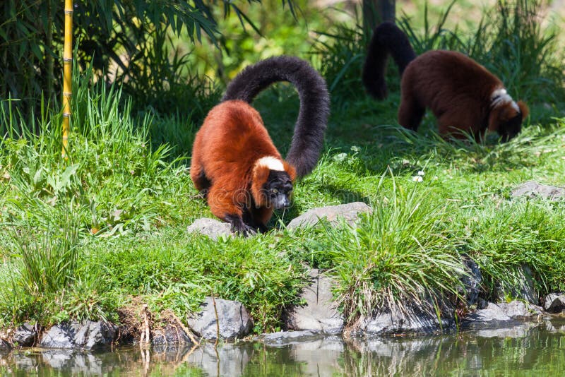 Red Ruffed Lemur in Spring stock photo. Image of fruit - 137773302