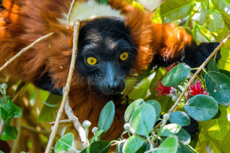Red ruffed lemur in a tree stock image. Image of green - 98088435
