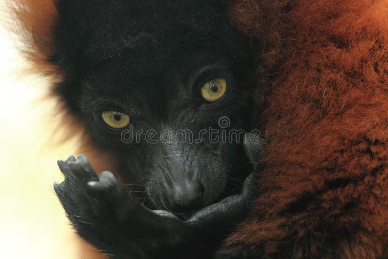 Red ruffed lemur stock image. Image of hand, primate - 30939383