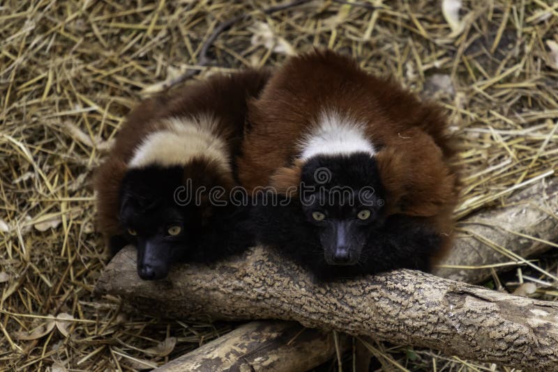 Red Ruffed Lemur Varecia Rubra Stock Photo - Image of exotic, nature ...