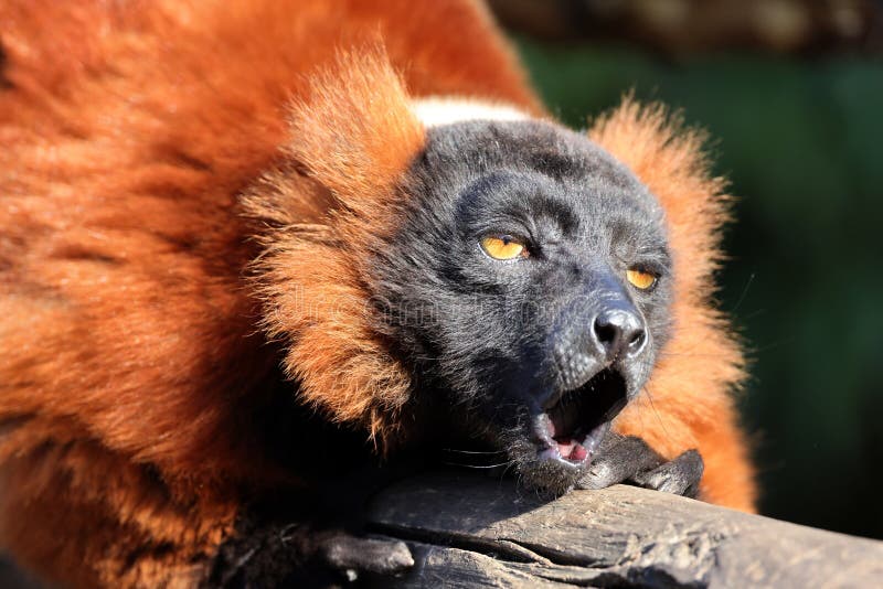 Red Ruffed Lemur (Varecia Rubra) Stock Photo - Image of closeup ...