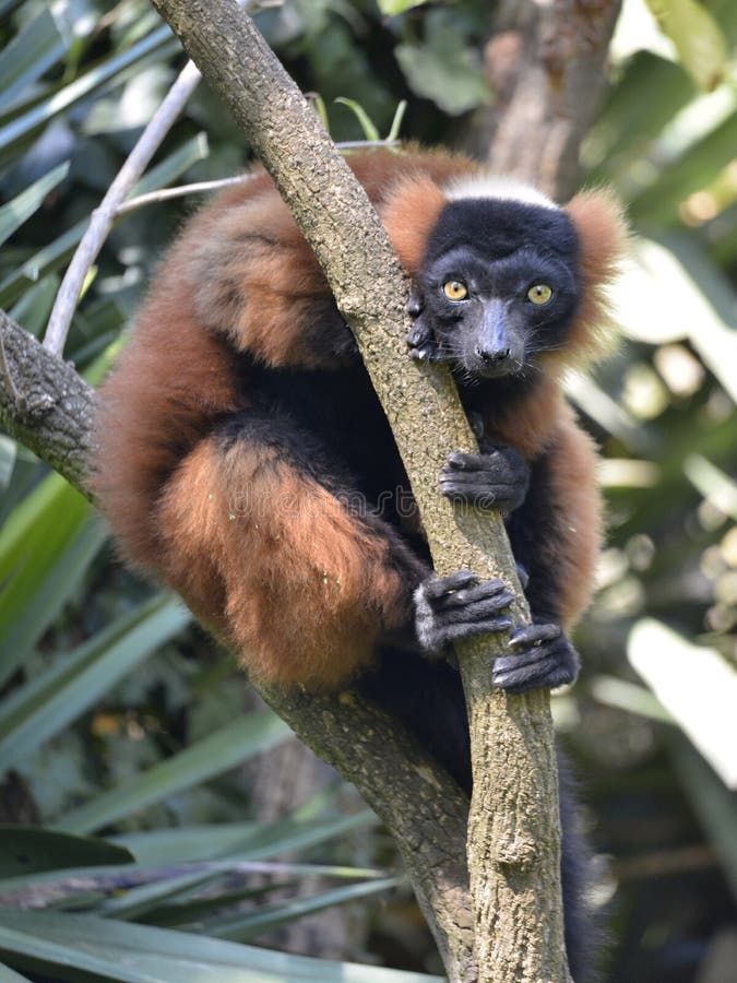 Red Ruffed Lemur Sitting on Branch Stock Image - Image of animal, rubra ...