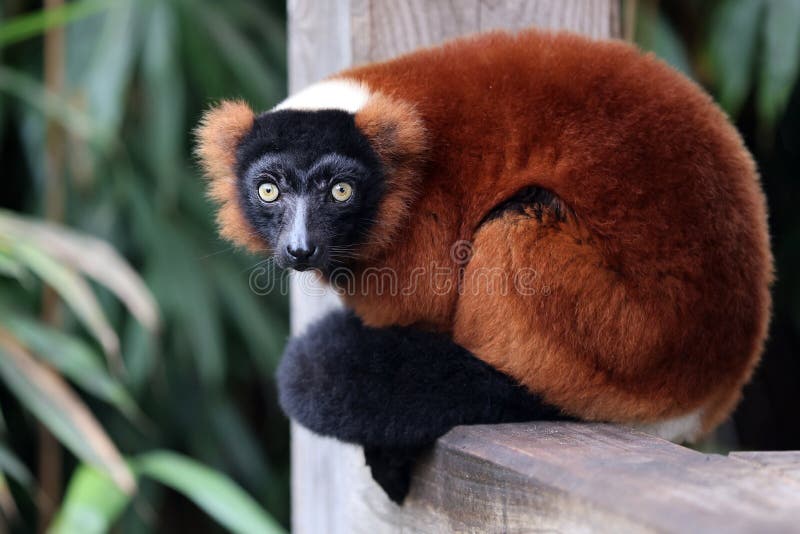 Red Ruffed Lemur Varecia Rubra Stock Photo - Image of lemur, wild ...