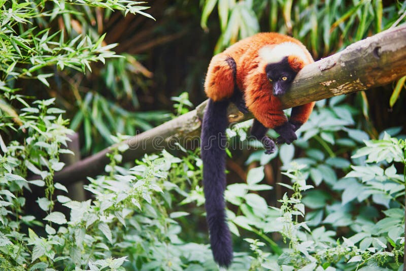 Red Ruffed Lemurs Resting on the Branch Stock Photo - Image of forest ...