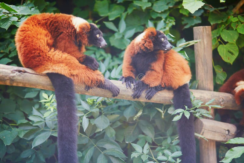 Red Ruffed Lemurs Resting on the Branch Stock Image - Image of tree ...
