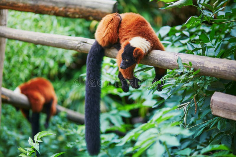 Red Ruffed Lemurs Resting on the Branch Stock Photo - Image of natural ...