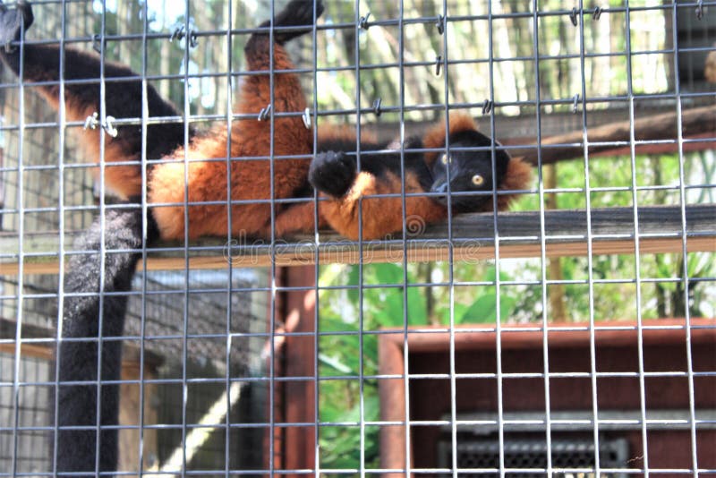 Red Ruffed Lemurs editorial photo. Image of nature, beautiful - 125198421