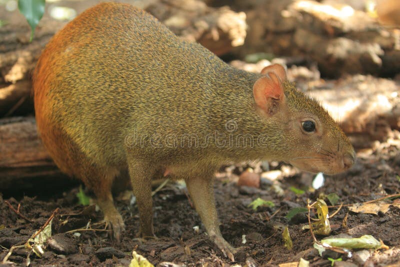 Red-rumped agouti stock photo. Image of leporina, animal - 25662454