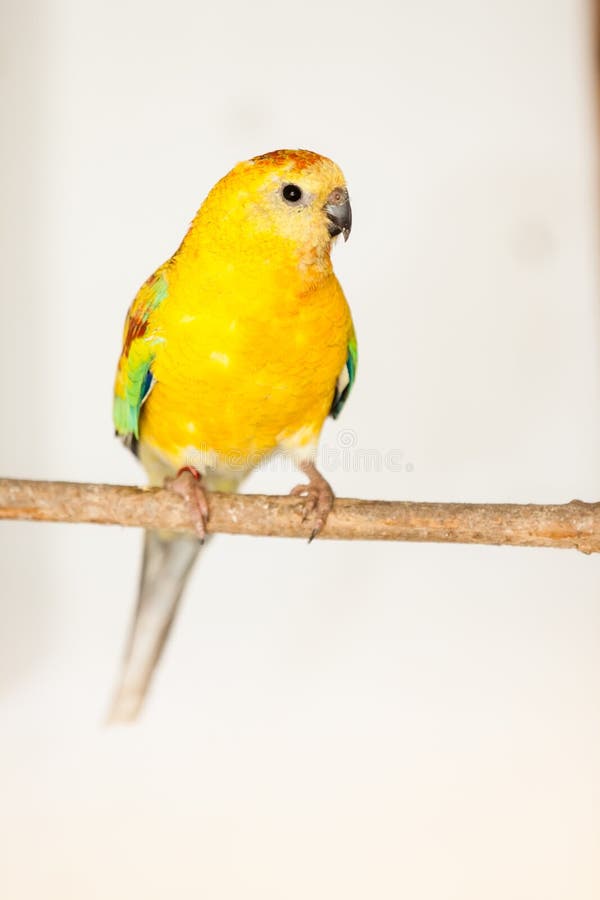 Red-rumped Parrot (Psephotus Haematonotus) Stock Photo - Image of ...