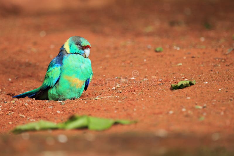 Red-rumped parrot stock photo. Image of grass, psephotus - 33167600
