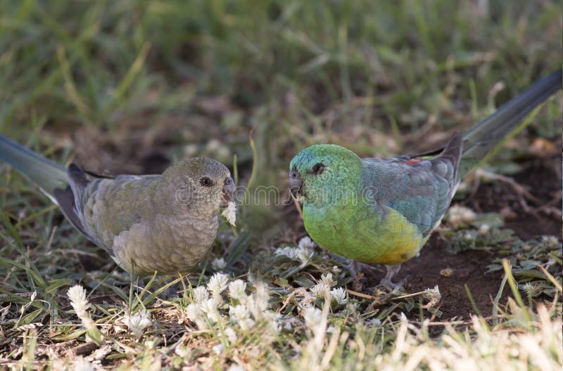 Red rumped parrots stock photo. Image of birds, parrot - 71105994