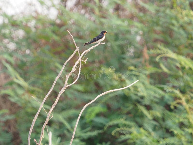 Red Rumped Swallow Birds on the Branches Black Feather Stock Photo ...