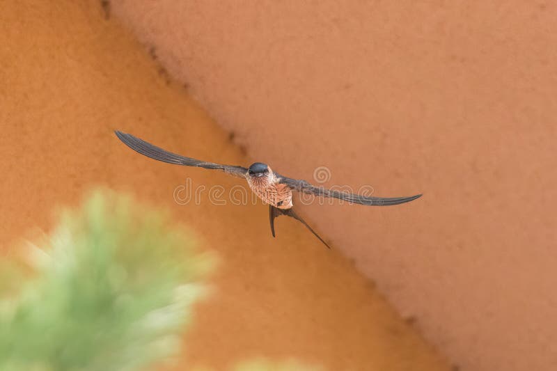 A Red-rumped Swallow in Flight Stock Photo - Image of bird, swallow ...