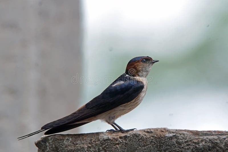 Red Rumped Swallow in Nesting Session at Gujarat Stock Image - Image of ...
