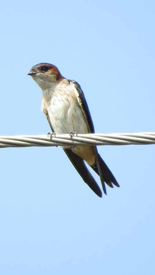 RED RUMPED SWALLOW stock photo. Image of rumped, nature - 130289040