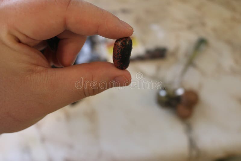 Red Runner Bean Seed, Growing and Sowing Seed Concept Stock Image ...