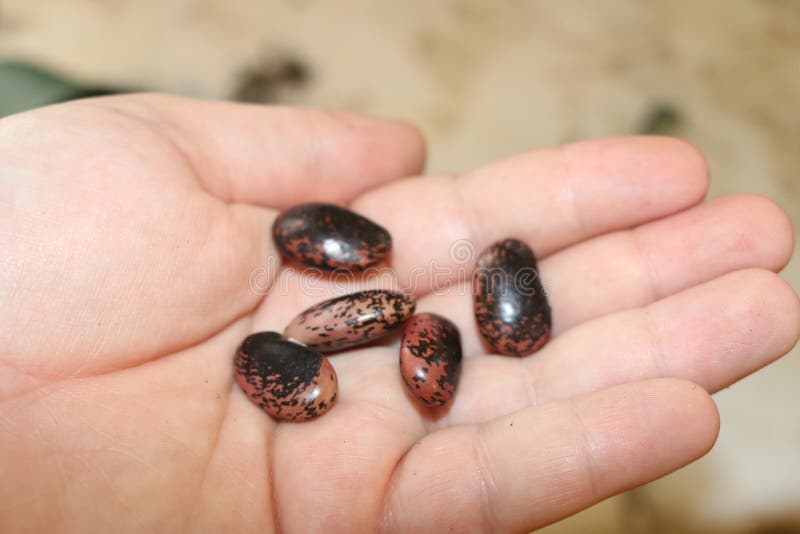 Red Runner Bean Seed, Growing and Sowing Seed Concept Stock Photo ...