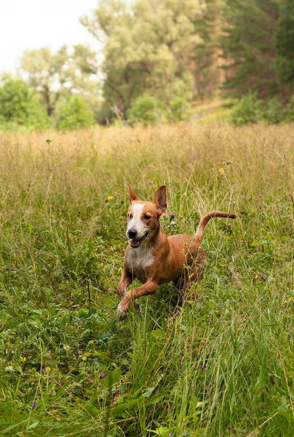 Red running dog stock photo. Image of meadow, domestic - 122301448