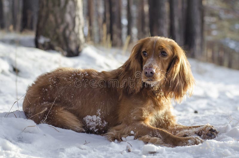 Red russian spaniel stock image. Image of snow, faithful - 133321779