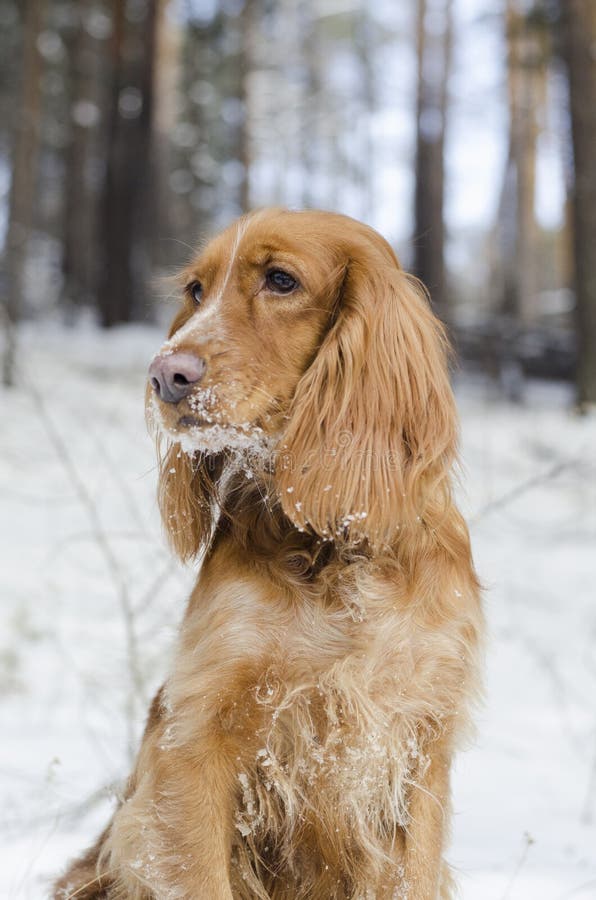 Red russian spaniel stock image. Image of friend, nature - 133321787
