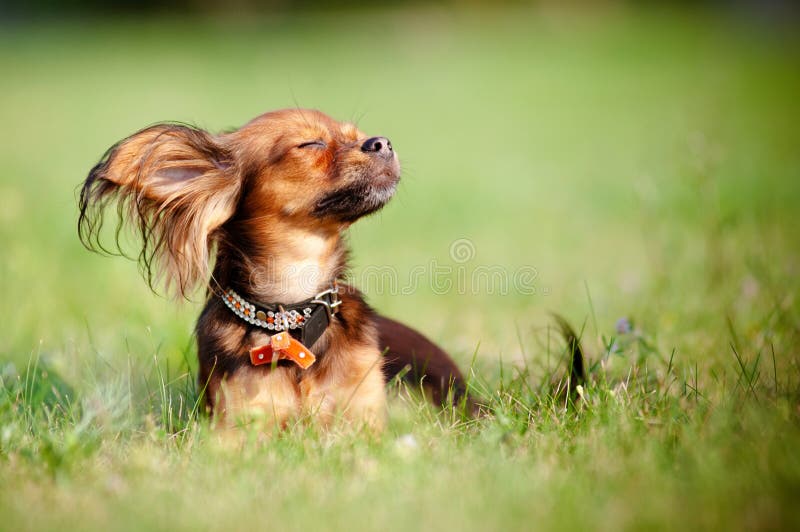Red Russian Toy Dog Enjoying the Sun Stock Photo - Image of grass ...