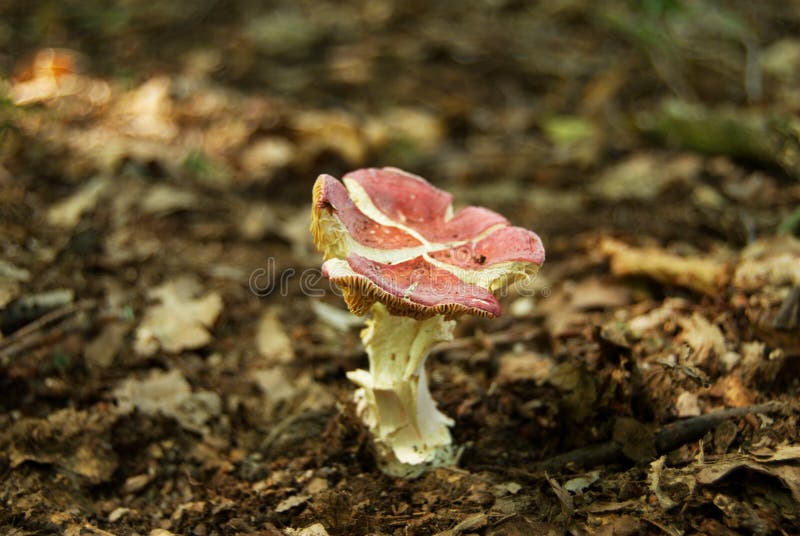 Red russula stock image. Image of macro, wild, ground - 11047201