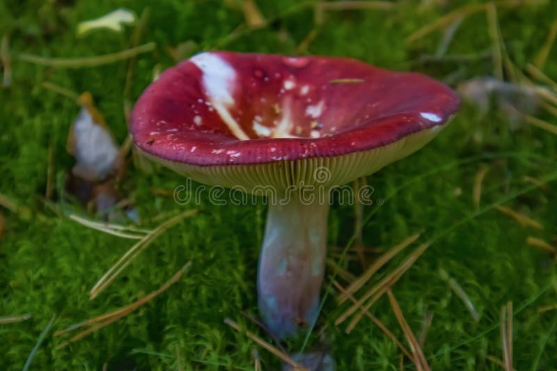 Red Russula Mushroom Growing in Green Moss in the Forest Stock Photo ...
