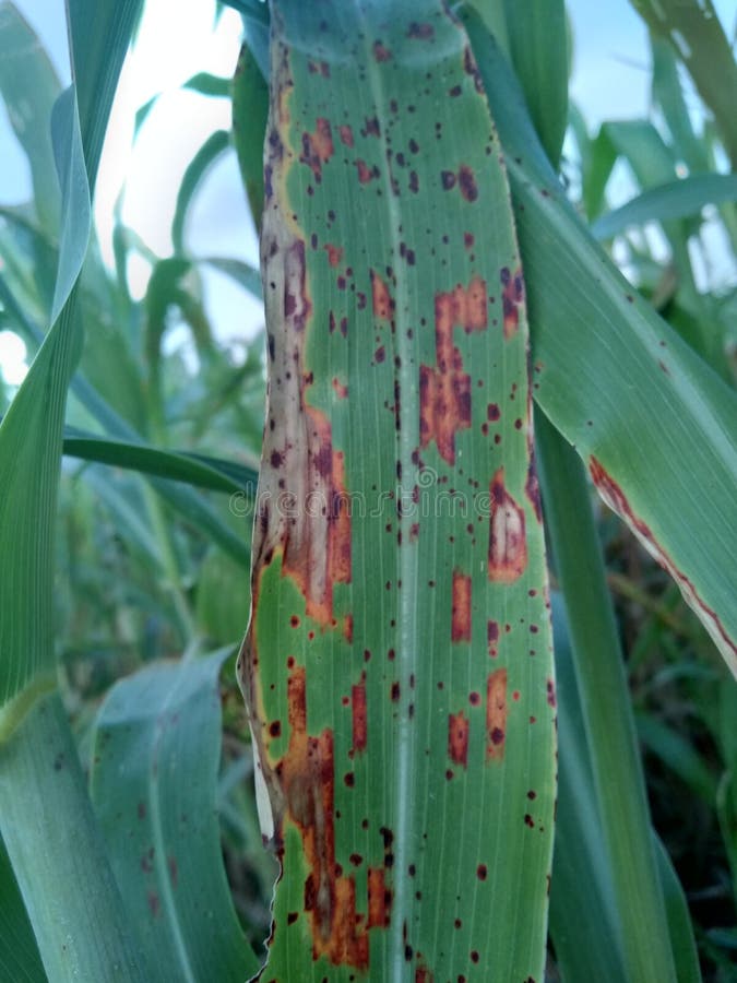 Red Rust in Sorghum, Common Deseas in Sorghum,Red Rust,Rust Stock Photo ...