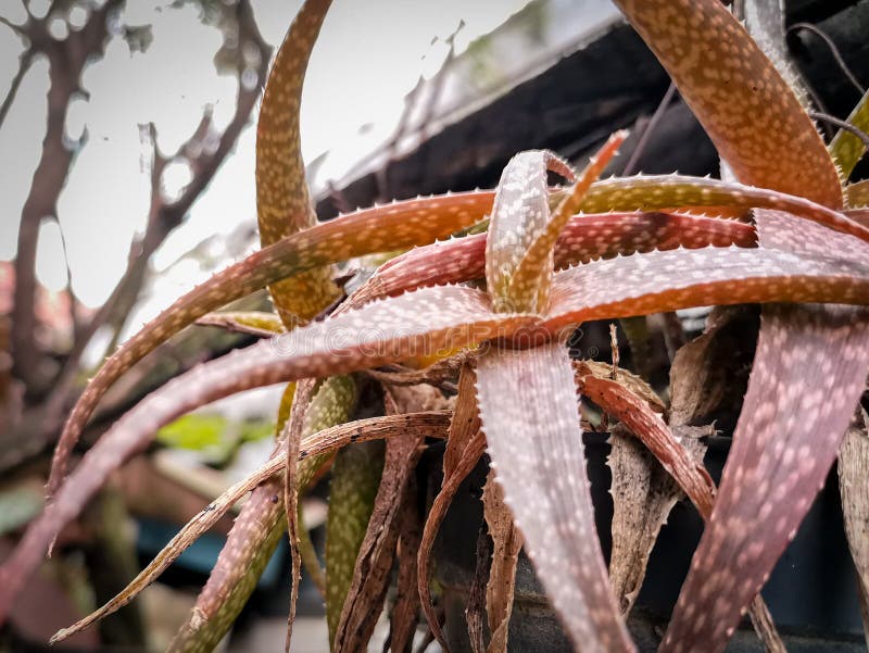 Red Rustic Colour Aloe Vera Plant Stock Image - Image of plant, vera ...