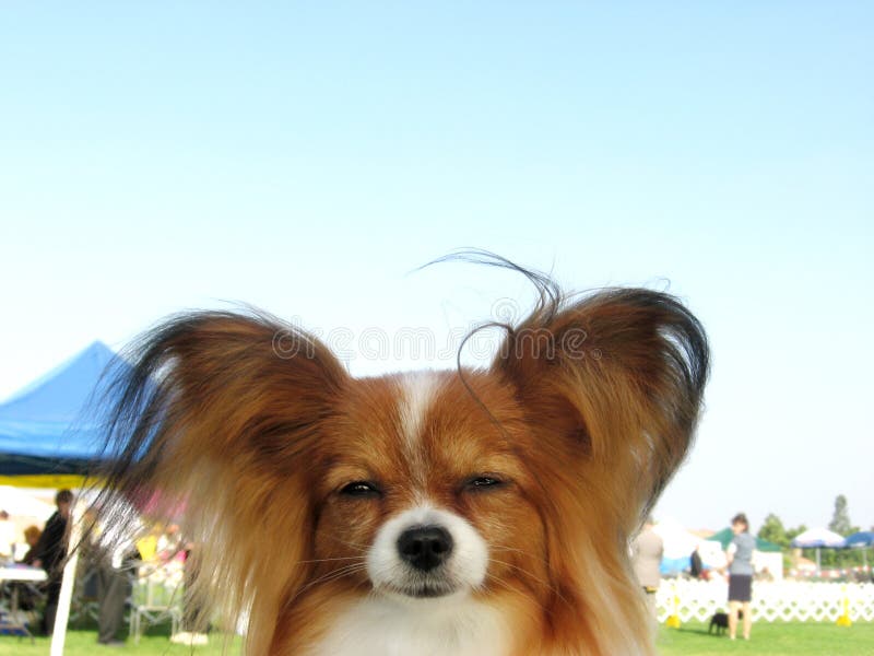 Red Sable Papillon Dog at a Dog Show Stock Image - Image of group ...