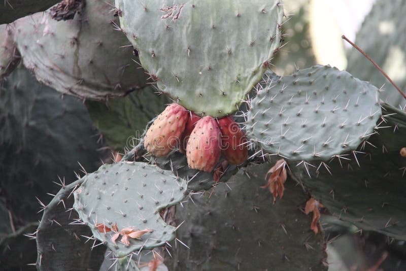 Red Sabra Fruits stock image. Image of plants, nature - 106455421