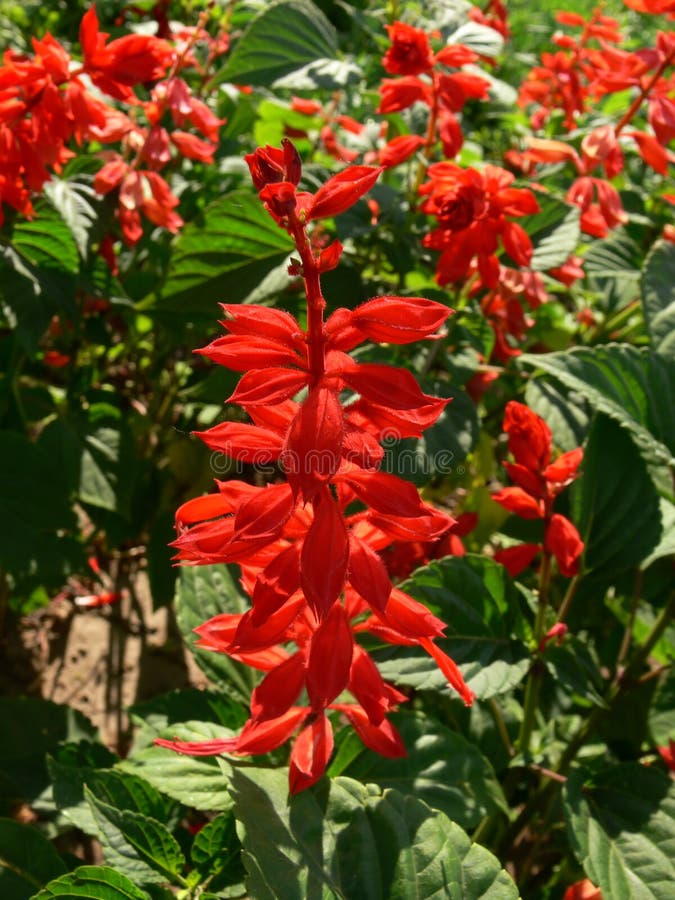 Red sage flower stock image. Image of flower, postcard - 5048433