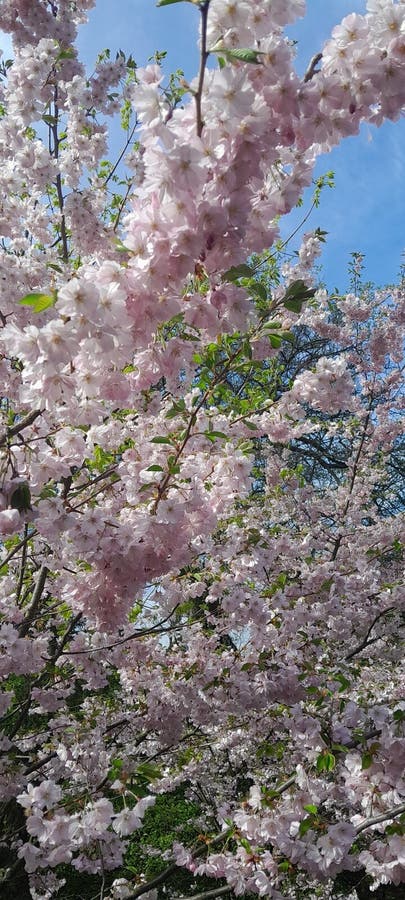 Red Sakura Blooms in Early Spring Stock Photo - Image of early, sakura ...