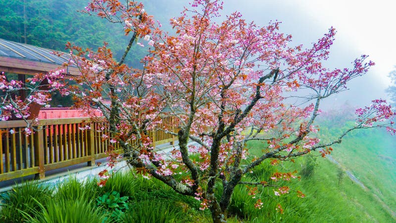 REd sakura stock image. Image of beauty, macro, flowers - 42574207