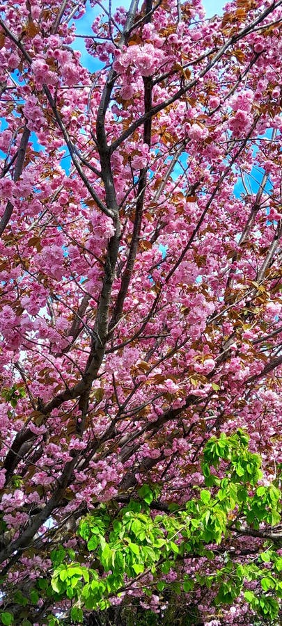 Red Sakura Growing in Spring Stock Photo - Image of flower, tree: 324322446