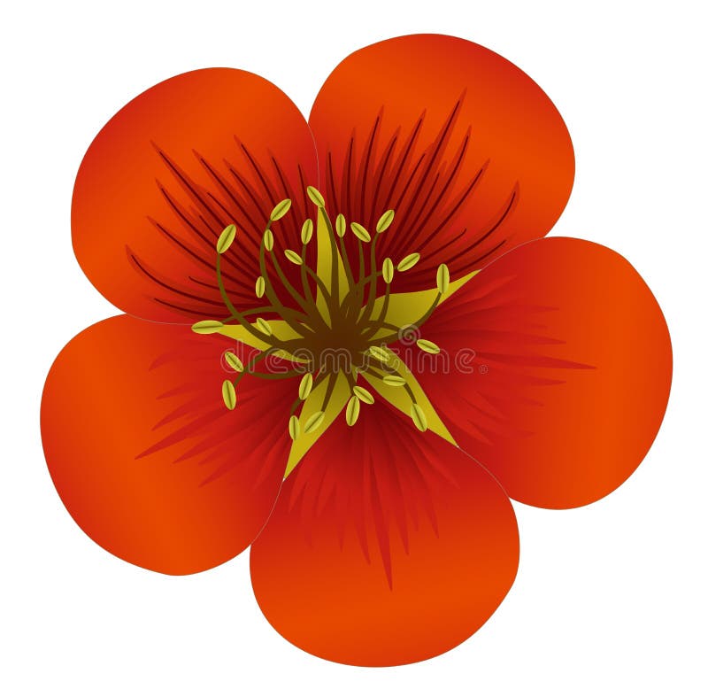 Red Sakura Flower and Vines Pattern Stock Illustration - Illustration ...