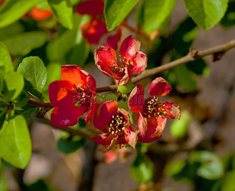 Red sakura flower stock photo. Image of sakura, floral - 85395502